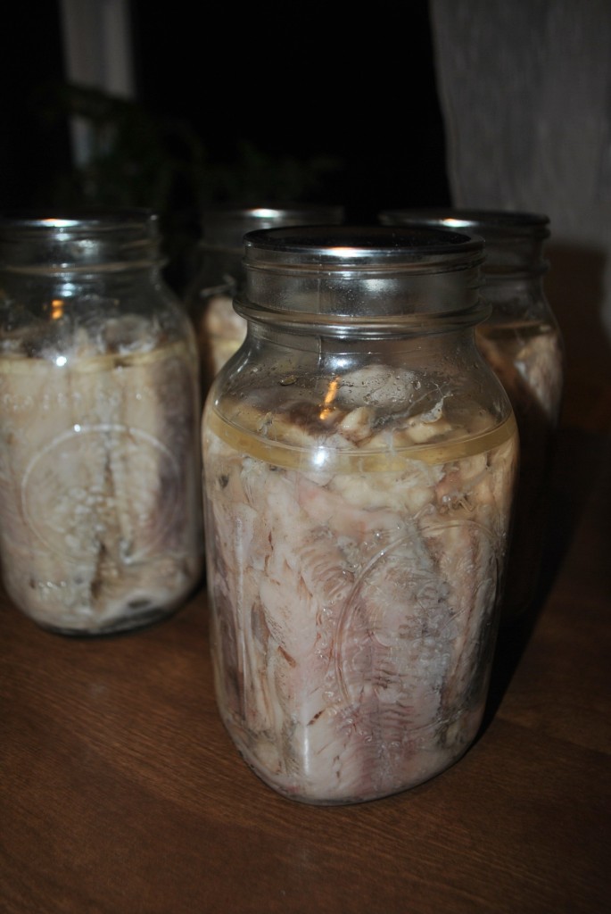 CANNED TROUT